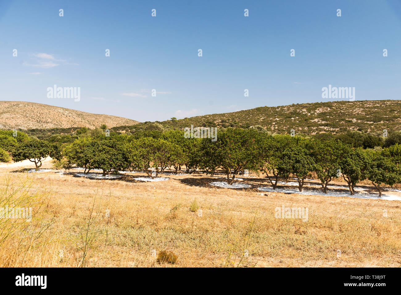 Mastic trees in Mastic field at Chios Island Greece Stock Photo - Alamy