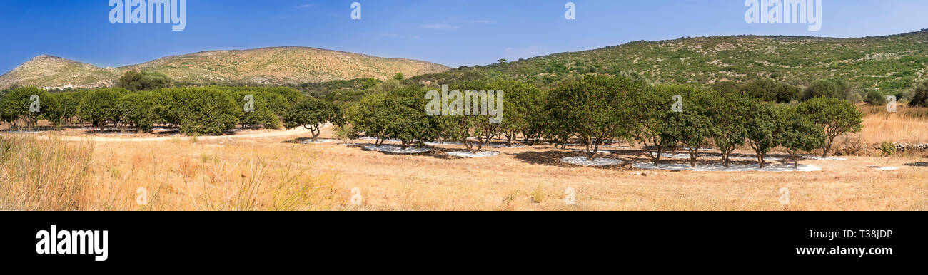 Mastic tree in greece hi-res stock photography and images - Alamy
