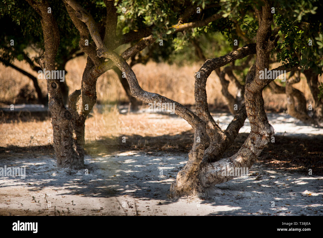 Mastic tree hi-res stock photography and images - Alamy
