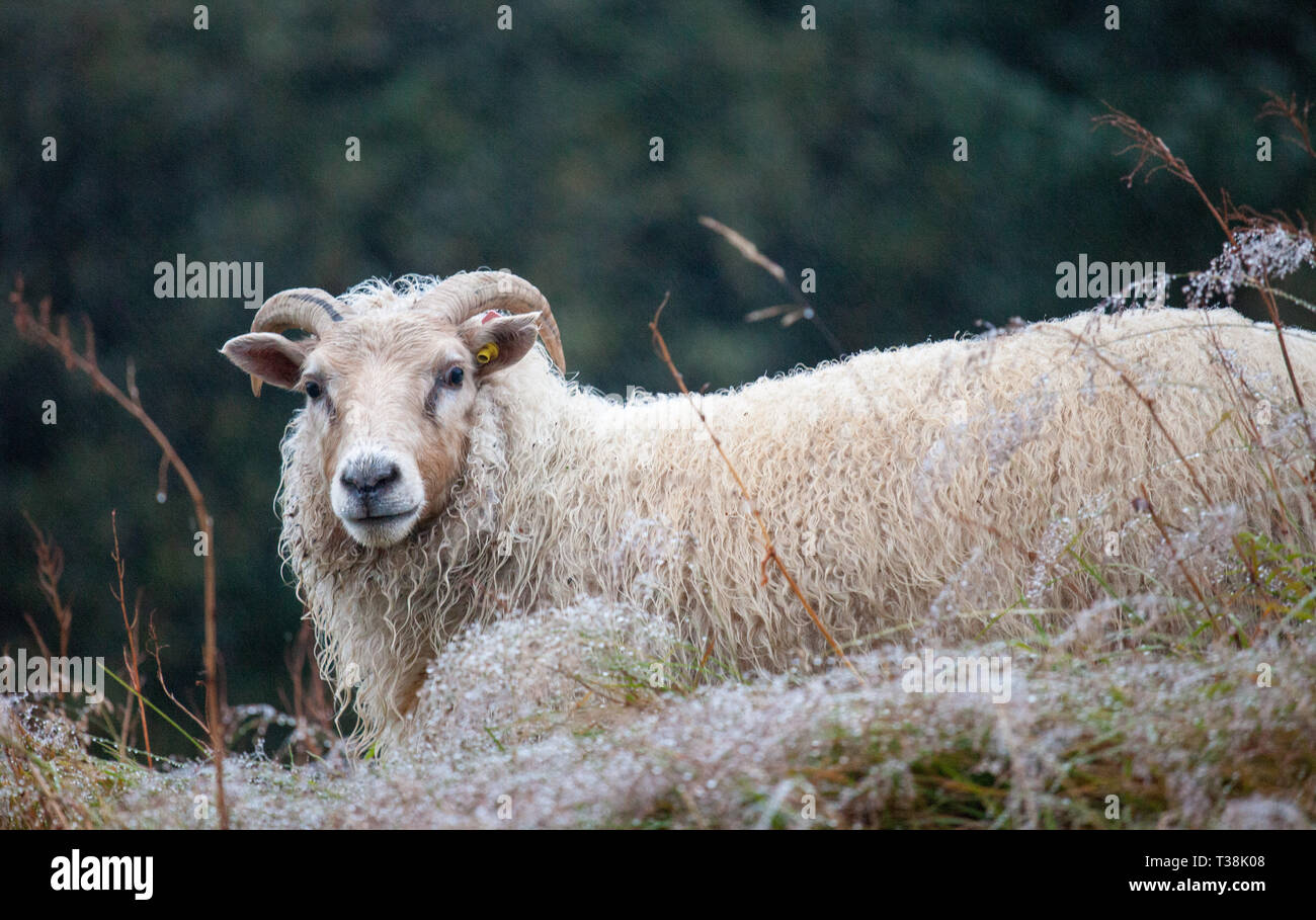 A big white ram sheep with long horns looking at you close up Stock ...