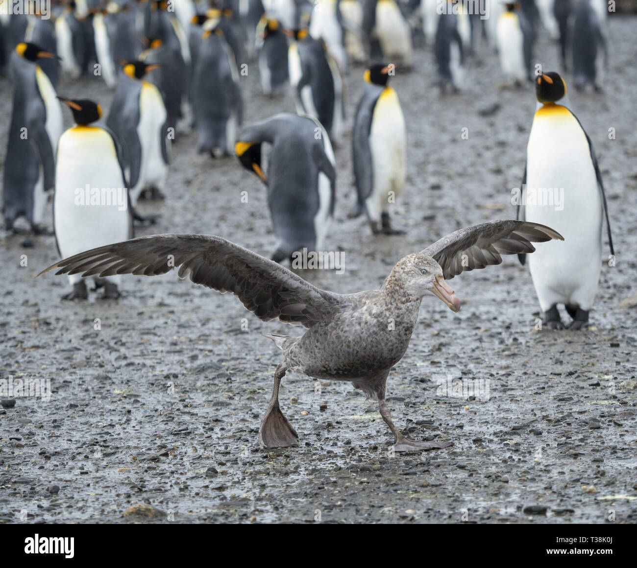 Halls giant petrel hi-res stock photography and images - Alamy