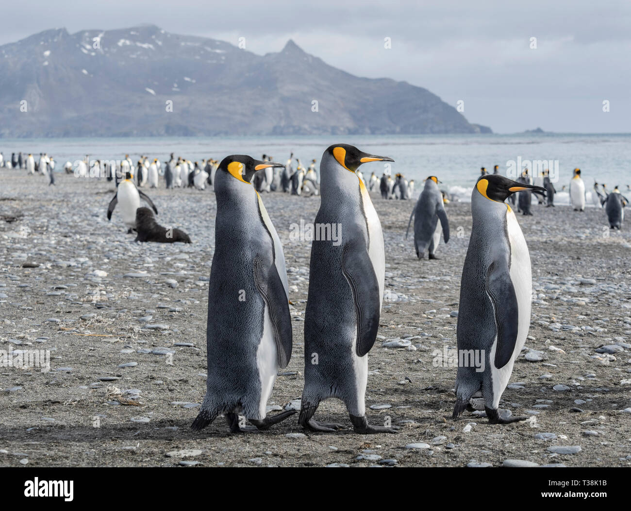 Kings plain hi-res stock photography and images - Alamy