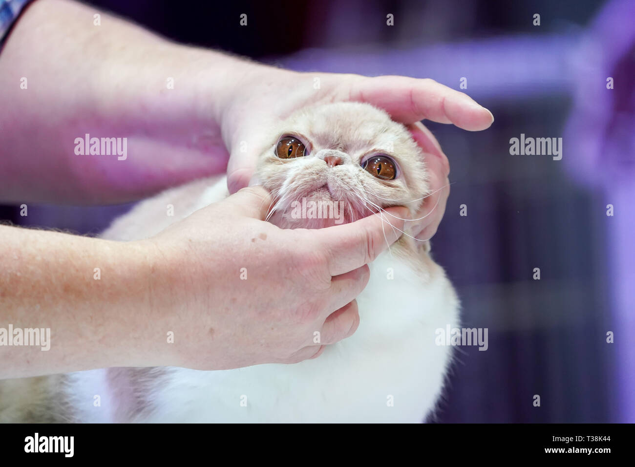 Cat process hi-res stock photography and images - Alamy