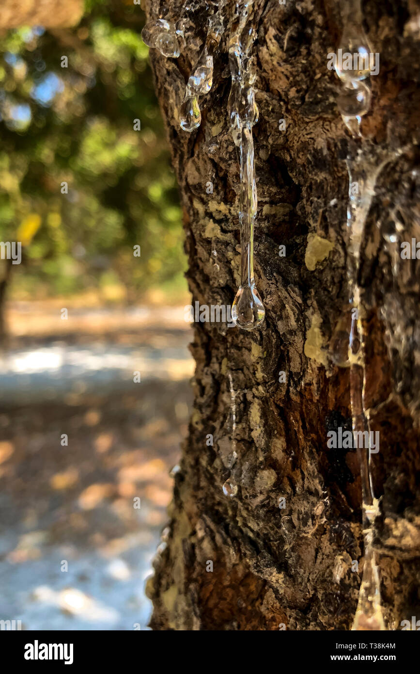 Mastic tree hi-res stock photography and images - Alamy