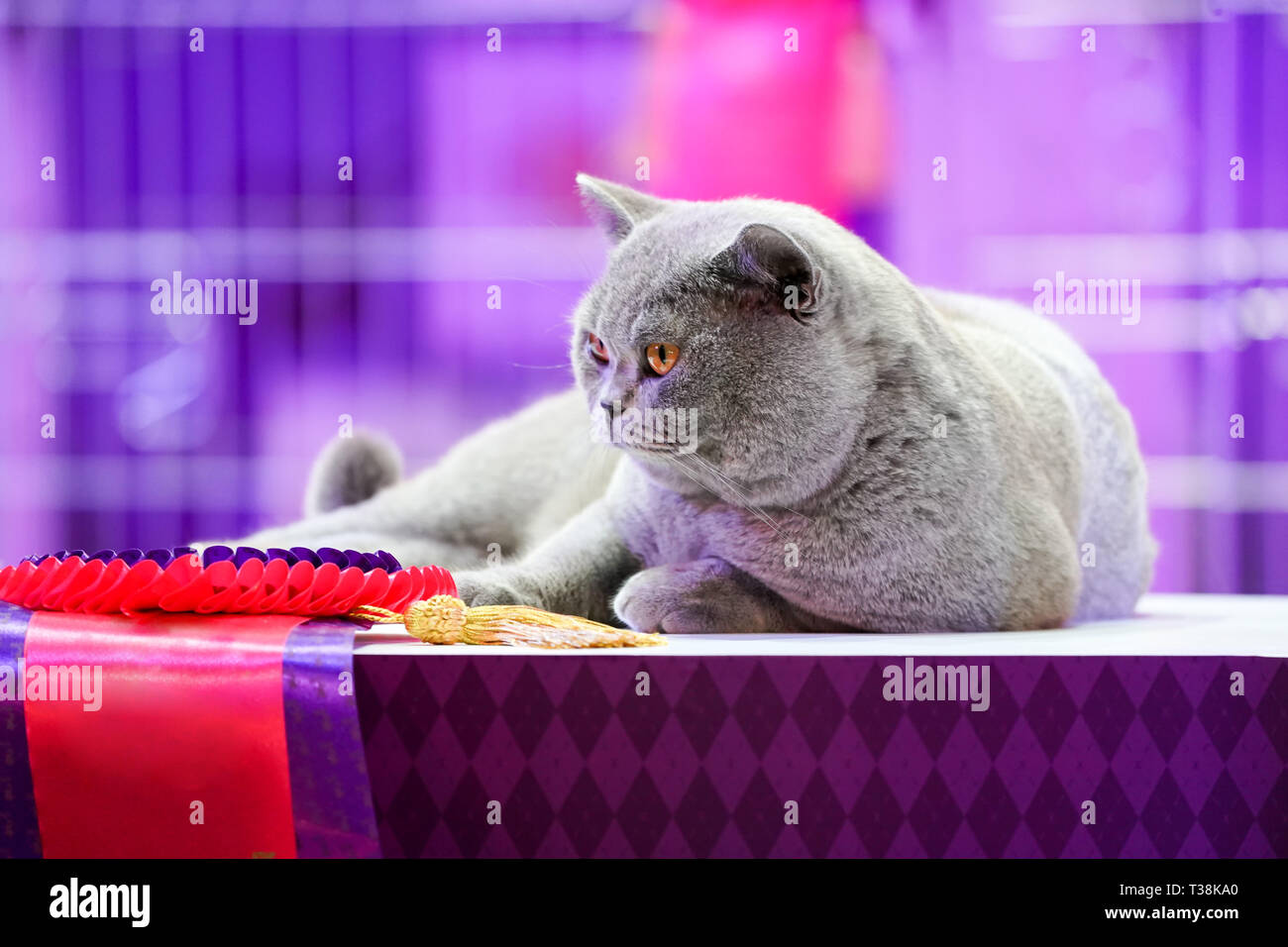 Fat Thai Korat Cat, gray fur and yellow eyes, with winner ribbon label ...