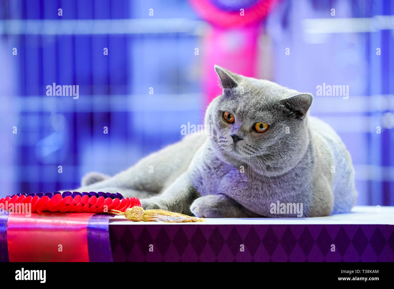 Fat Thai Korat Cat, gray fur and yellow eyes, with winner ribbon label ...