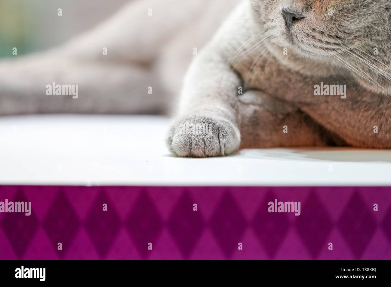 Korat cat playing hi-res stock photography and images - Alamy
