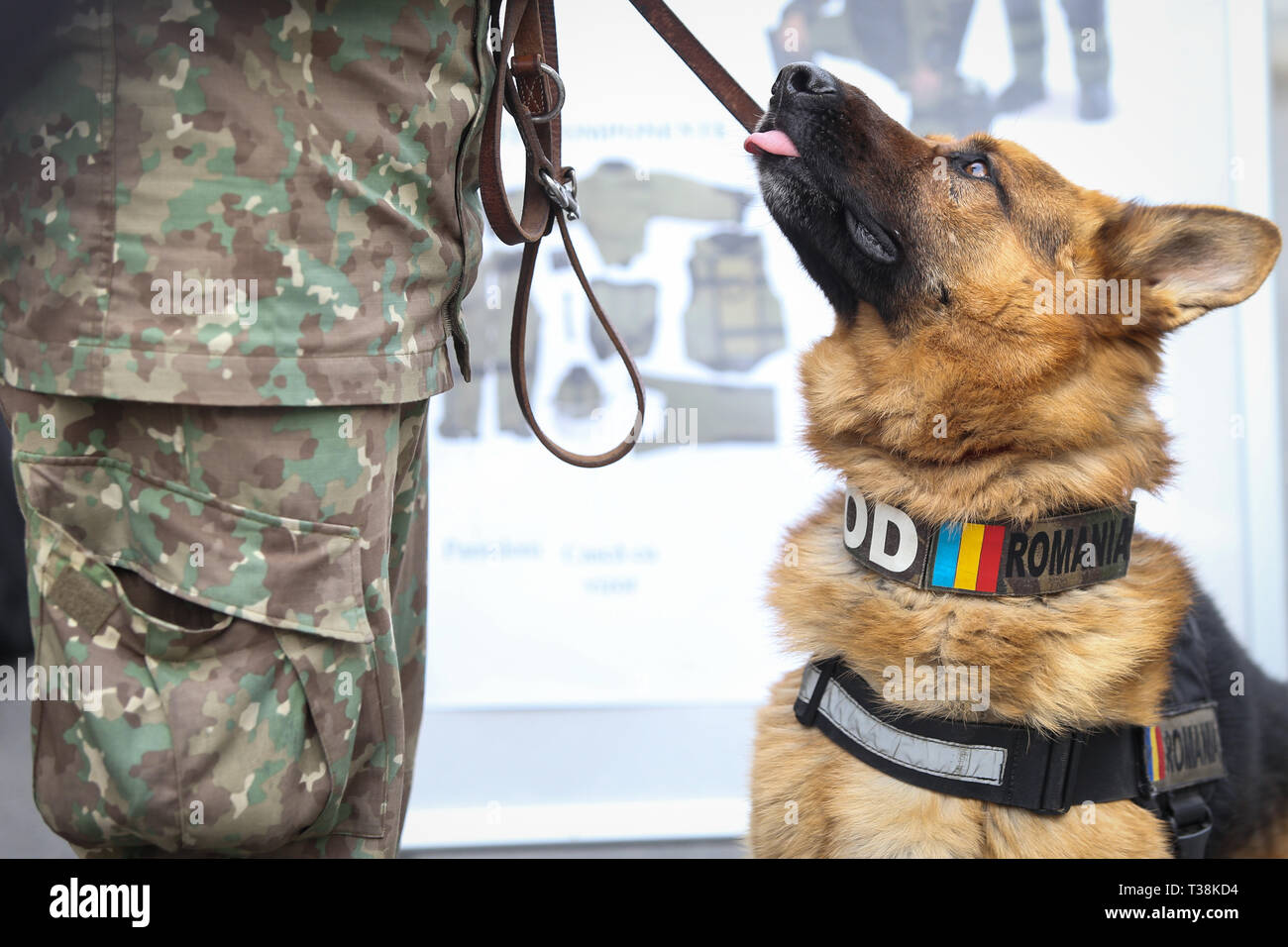 German shepherd army dog trained to detect explosives, together with ...