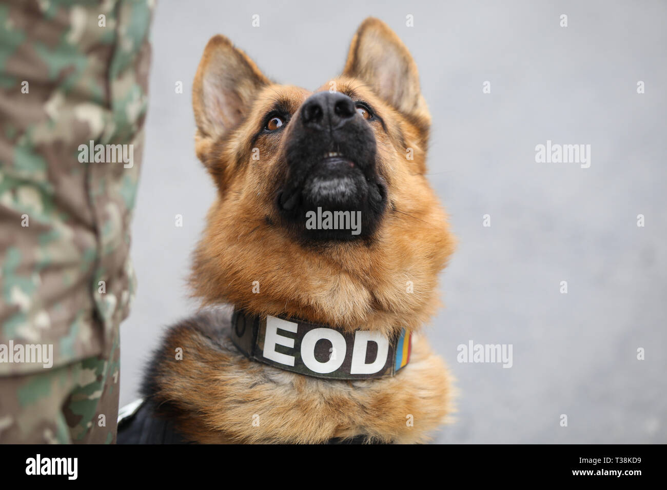 German shepherd army dog trained to detect explosives, together with ...