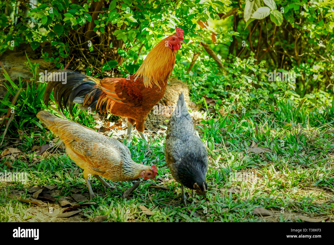 Smart crock with 2 hens finding their food on the grass floor. without ...