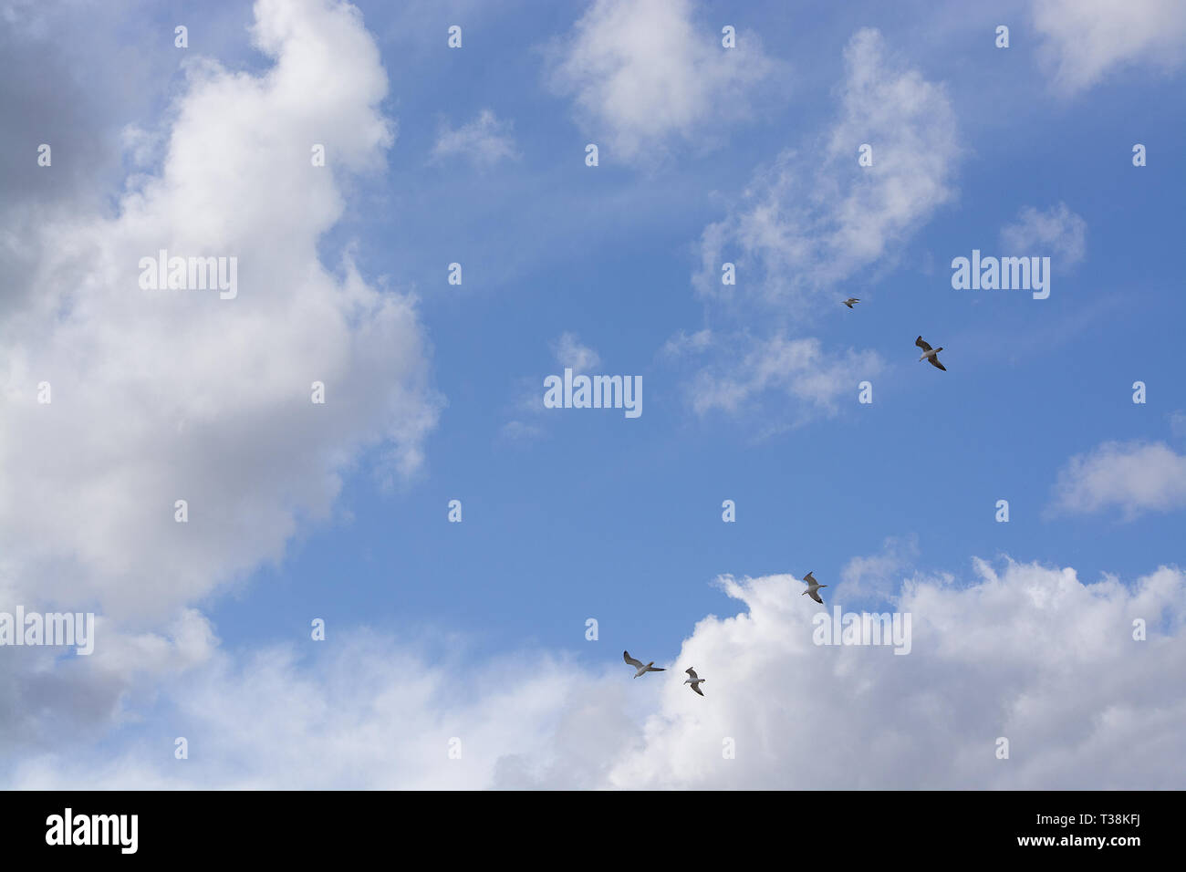 Seagulls fly overhead hi-res stock photography and images - Alamy