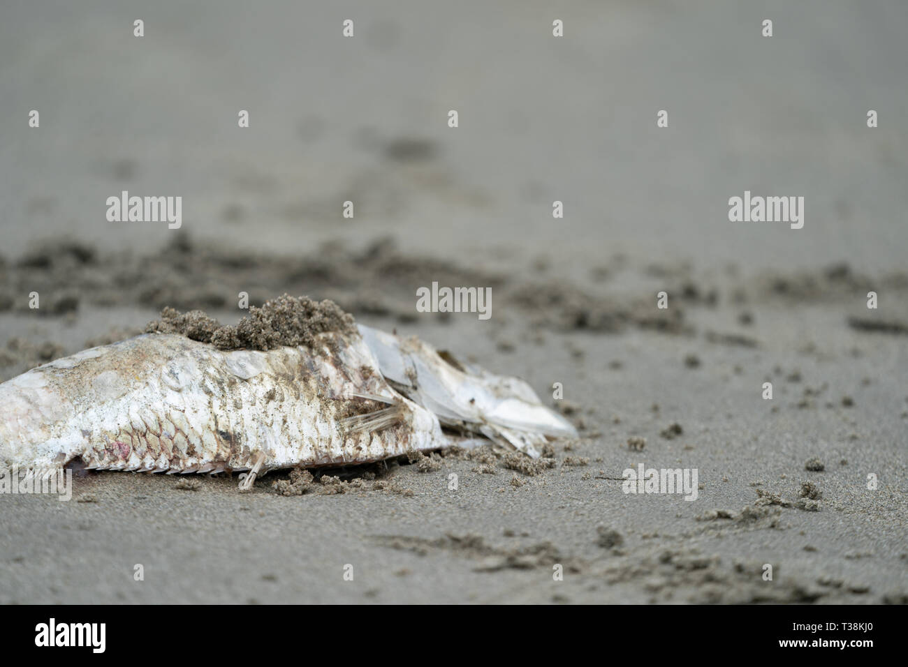 close up carcass fish on the sand beside the beach Stock Photo - Alamy