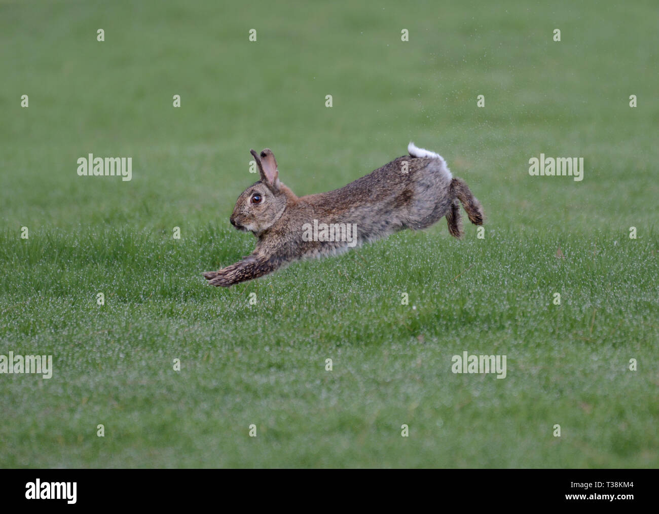 Running rabbit uk hi-res stock photography and images - Alamy