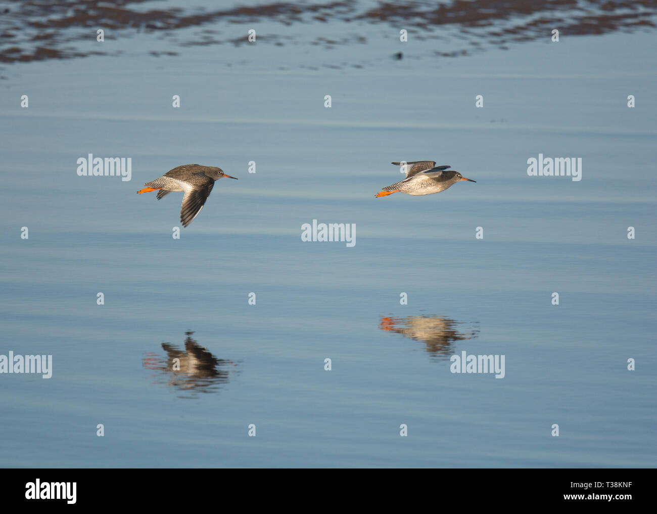 Two flying redshanks hi-res stock photography and images - Alamy