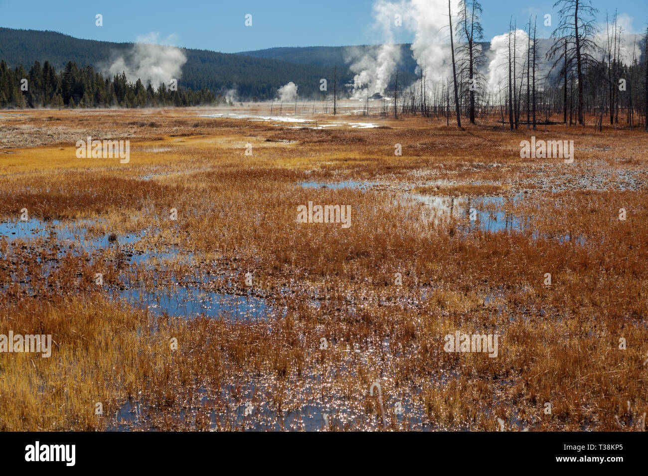 Steam rising from fumeroles form a backdrop to the marshy wetlands of ...