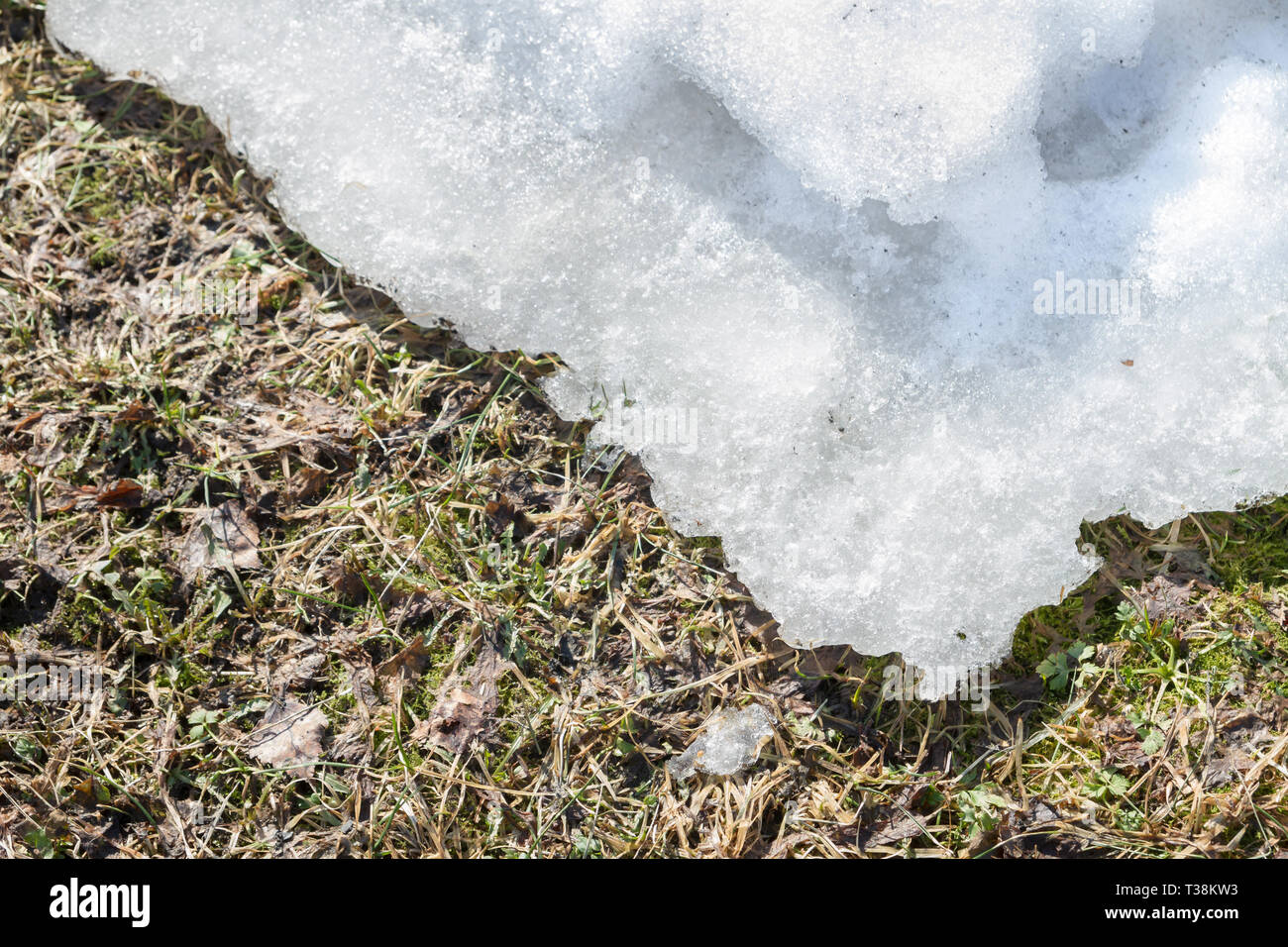 Snow mold grass hi-res stock photography and images - Alamy