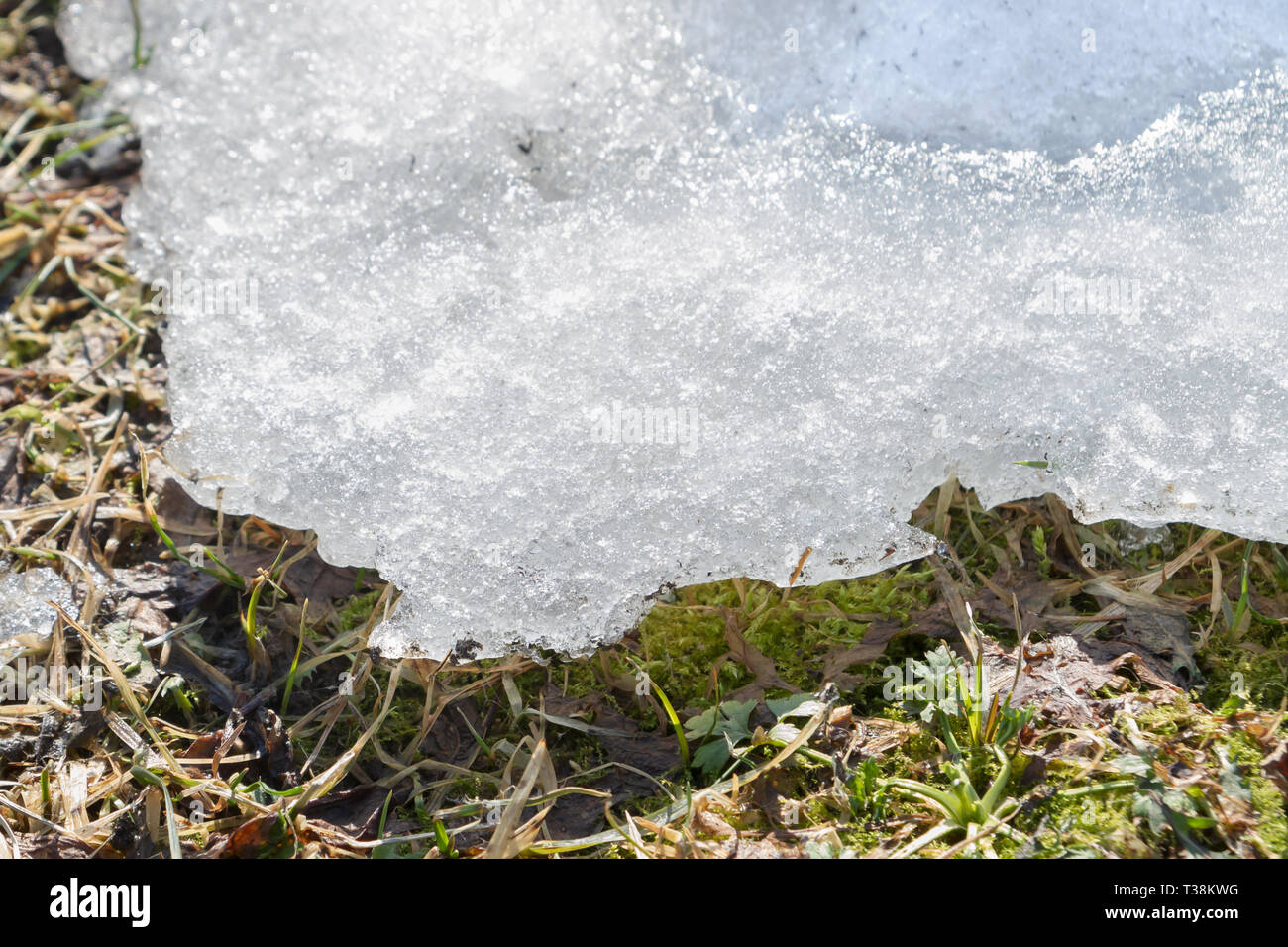 Snow mold grass hi-res stock photography and images - Alamy
