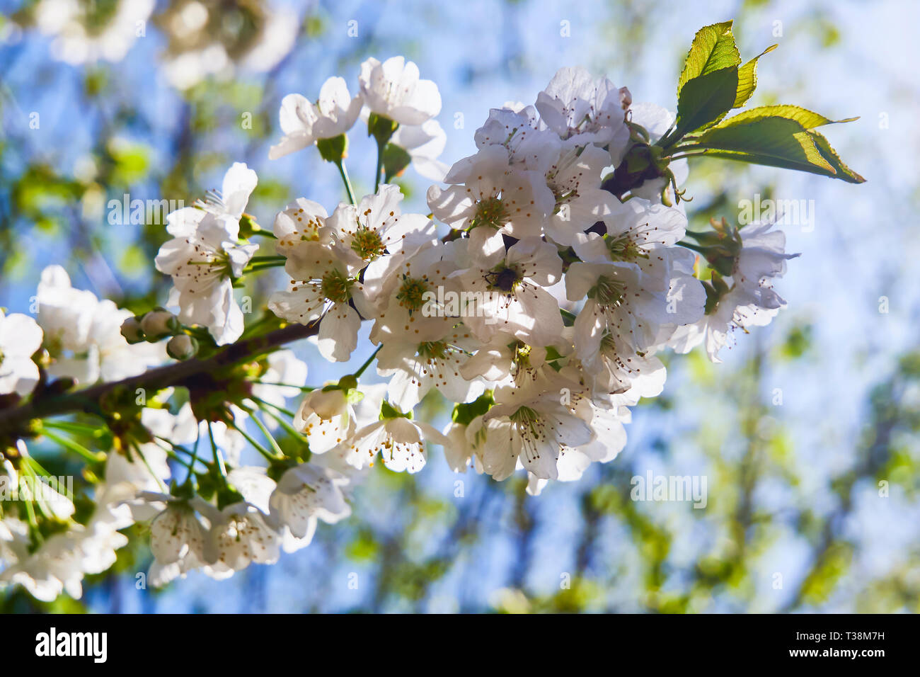 Soft blue blooms hi-res stock photography and images - Alamy