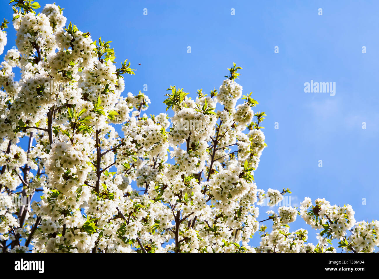 white spring flowers against blue sky Stock Photo - Alamy