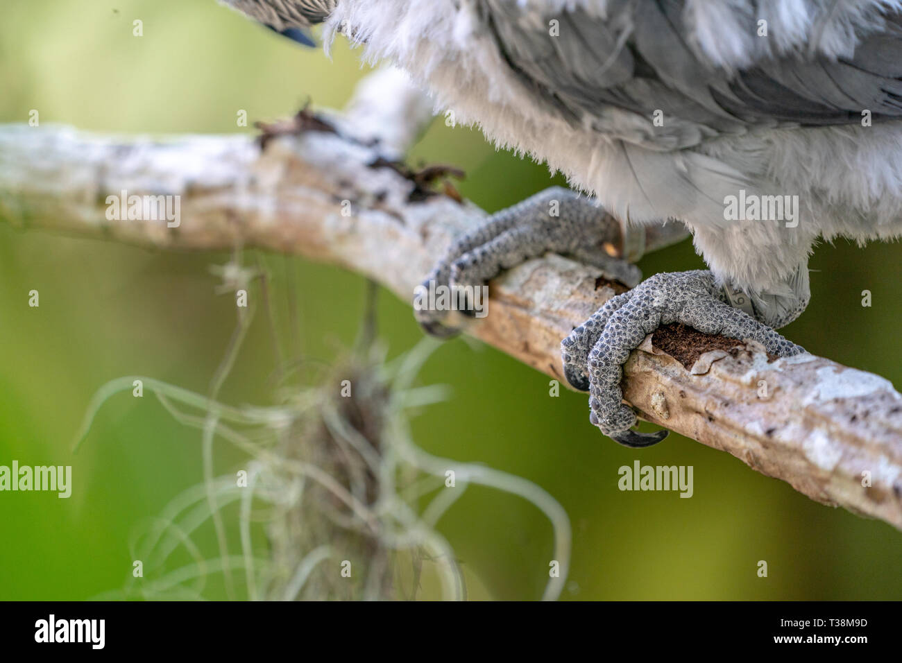 Close up Baby African grey parrot leg with the silver circle ring Stock ...