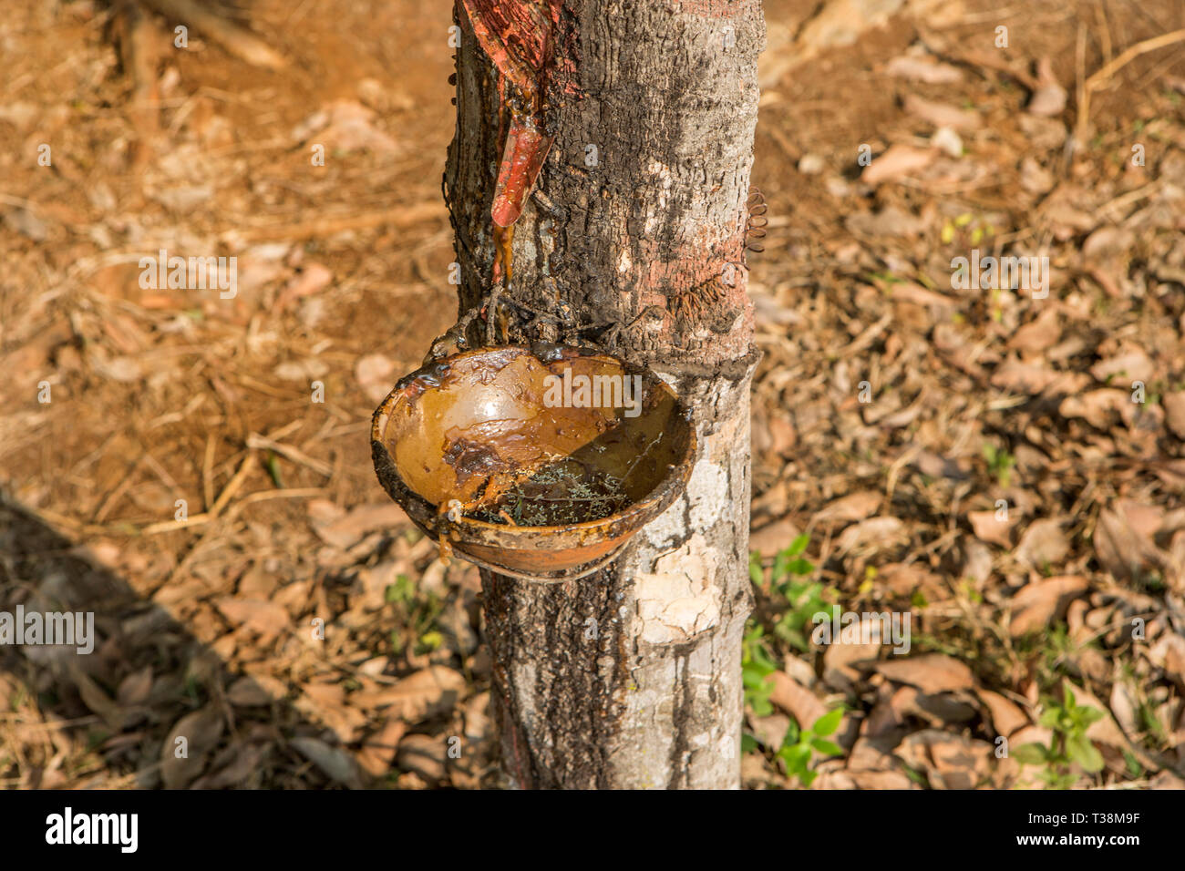 Rubber trees in Cambodia Stock Photo - Alamy