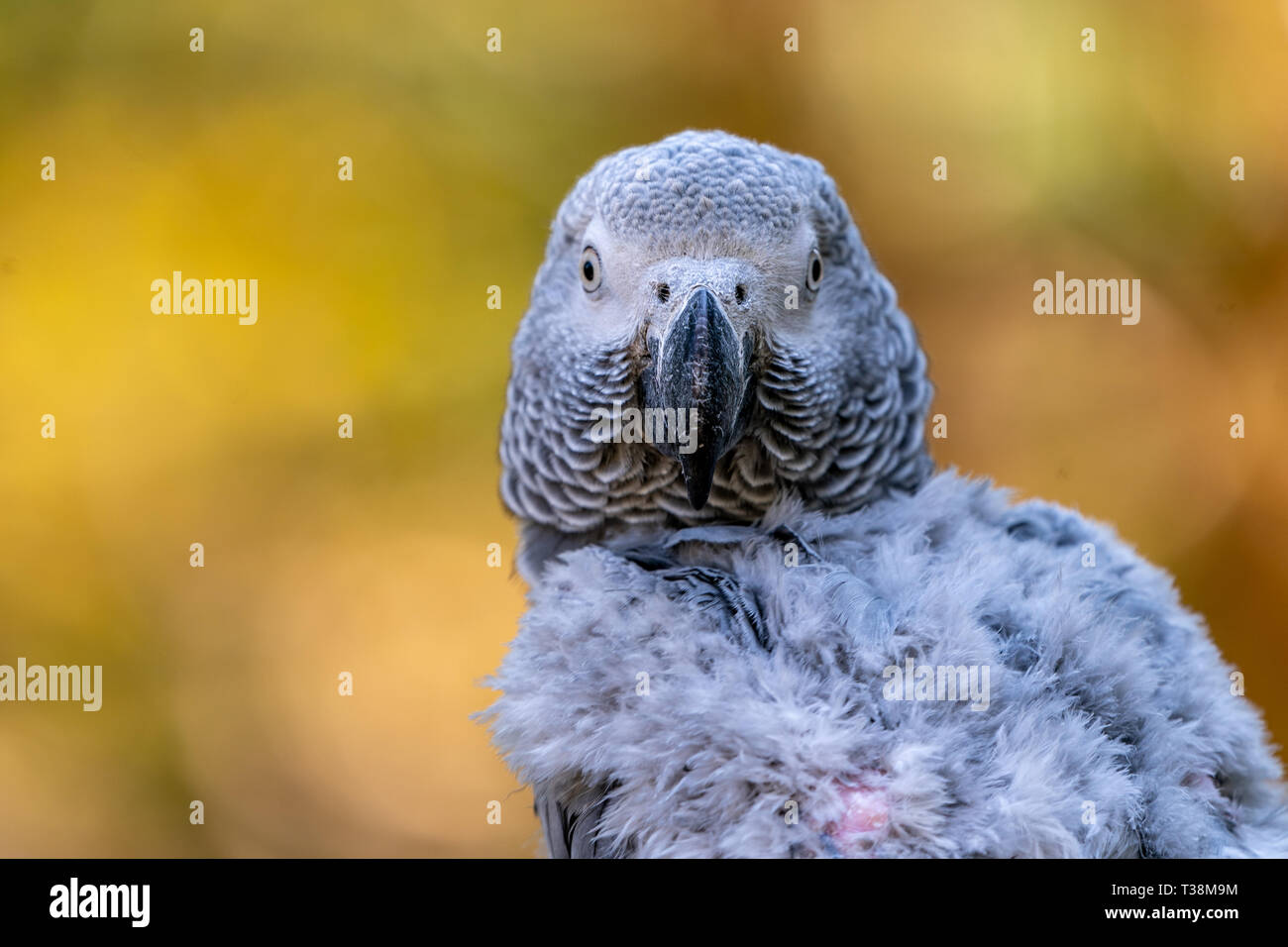 Baby african grey parrot hi-res stock photography and images - Alamy
