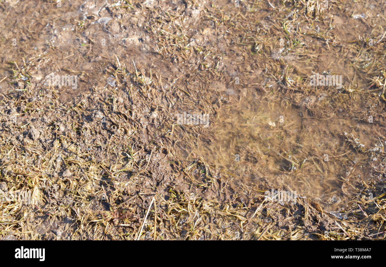 Spring flood carries the snow and turns into a puddle outside the city ...