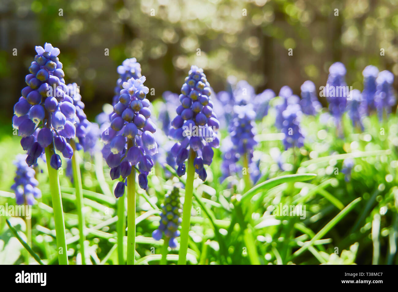 Beautiful blue flowers hi-res stock photography and images - Alamy