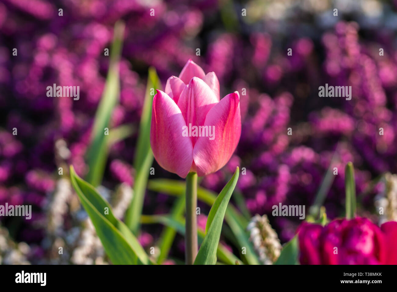 Beautiful tulip flower hi-res stock photography and images - Alamy