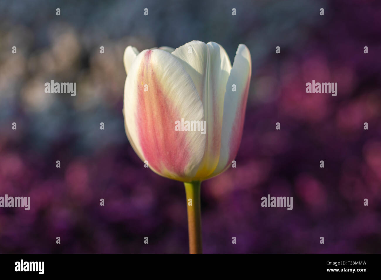 Beautiful tulip flower close-up in spring Stock Photo - Alamy