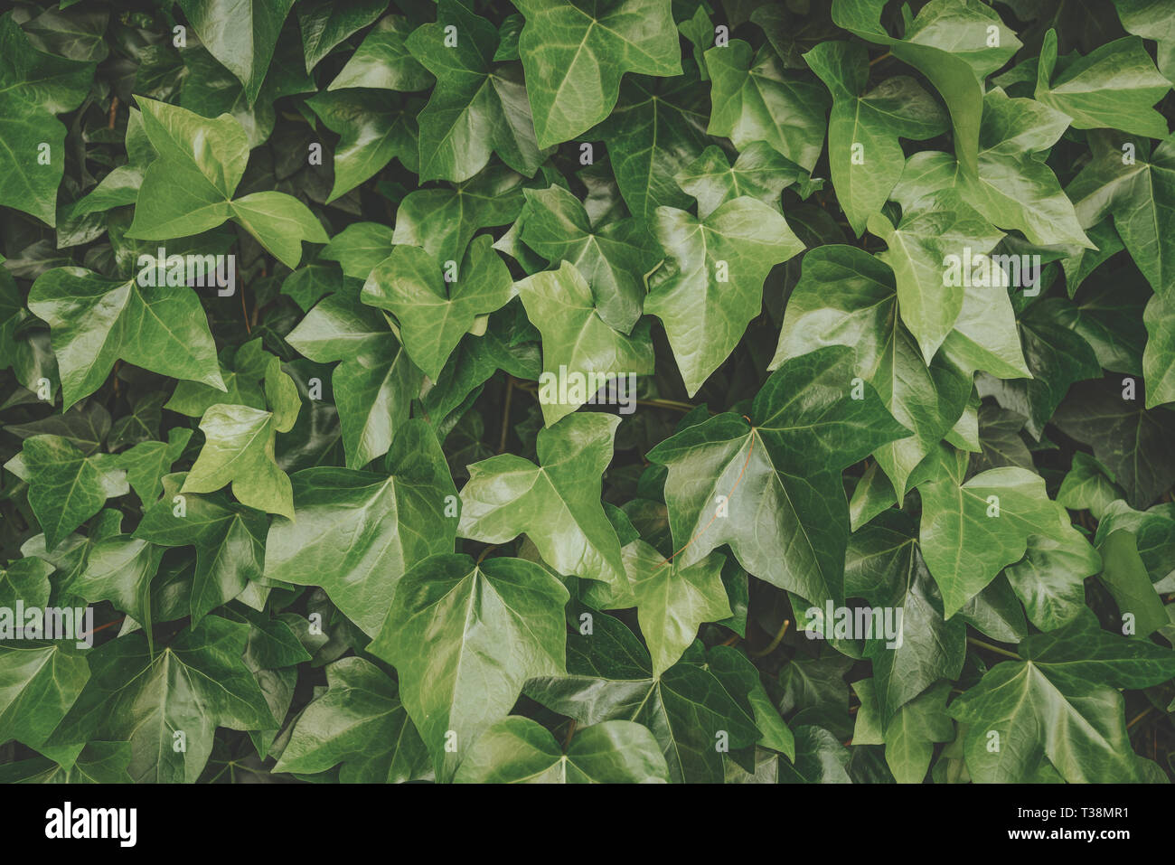Nature background wallpaper green environment hi-res stock photography ...