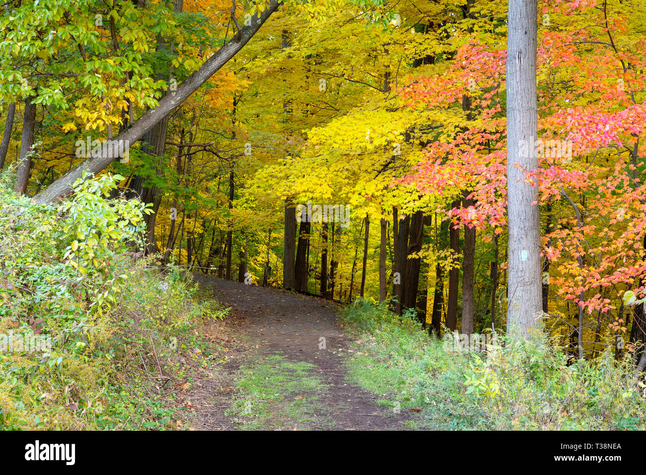 The Long Path heading into a forest of fall colors and leaves along the ...