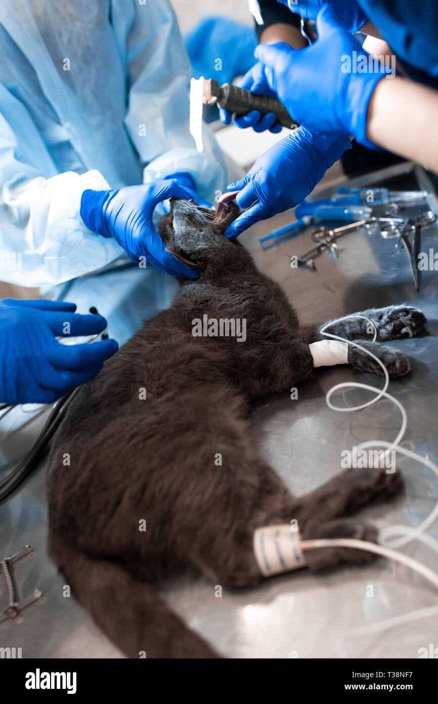 cat under general anesthesia on the operating table. Pet surgery Stock ...