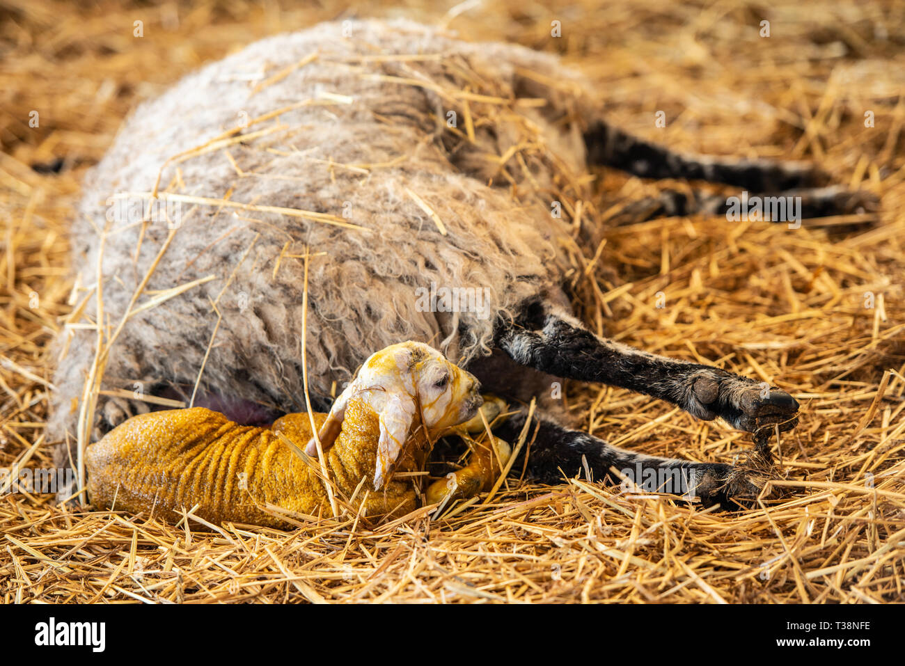 birth of a lamb - newborn lamb Stock Photo - Alamy