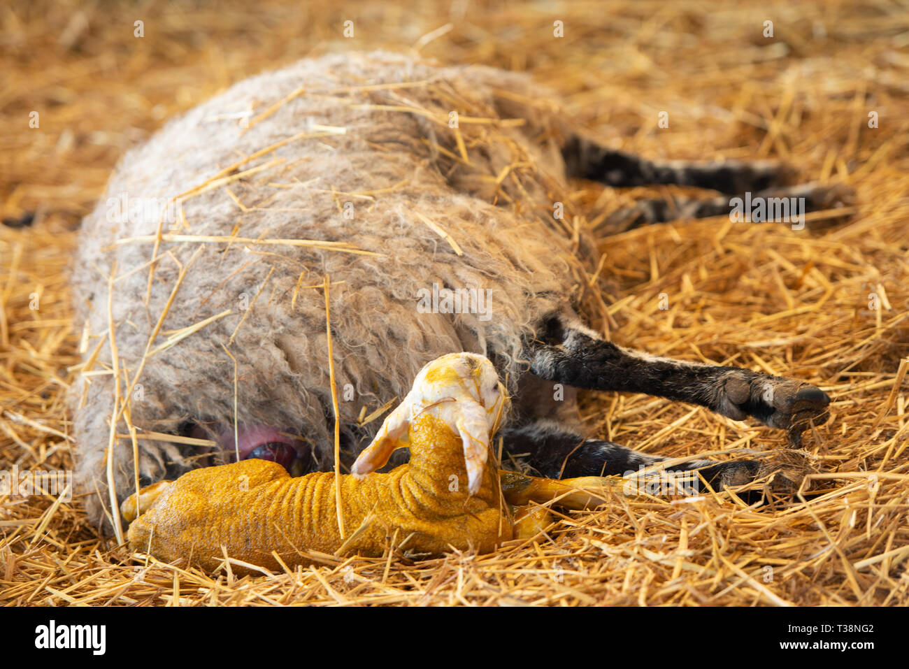birth of a lamb - newborn lamb Stock Photo - Alamy