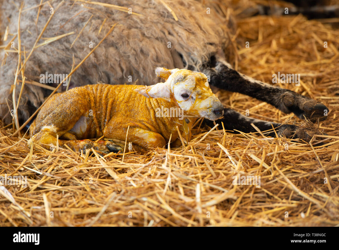 Lamb being born hi-res stock photography and images - Alamy