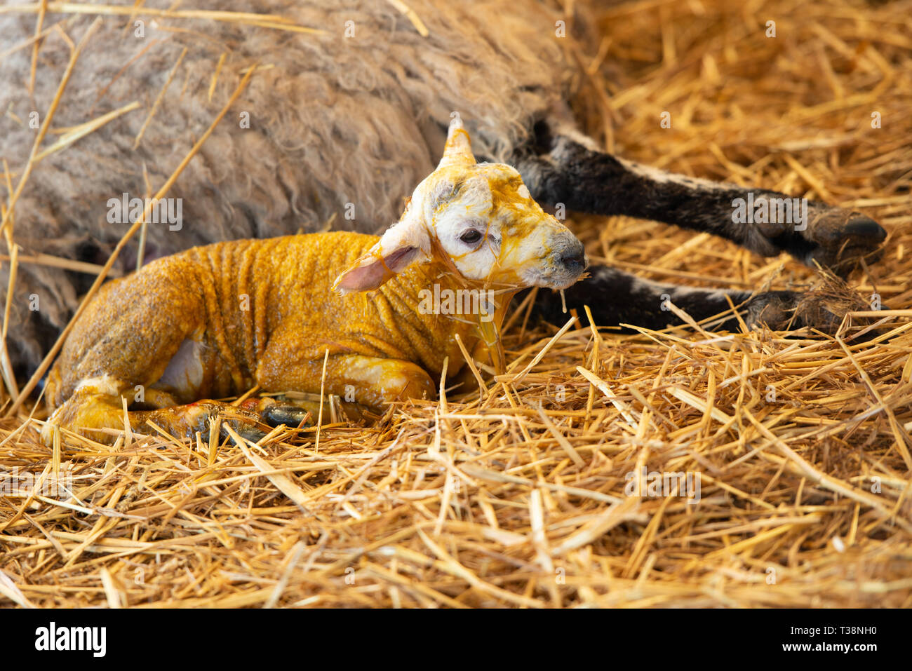 birth of a lamb - newborn lamb Stock Photo - Alamy