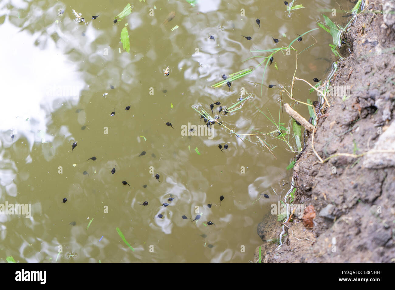 many tadpoles are swimming in the swamp Stock Photo - Alamy