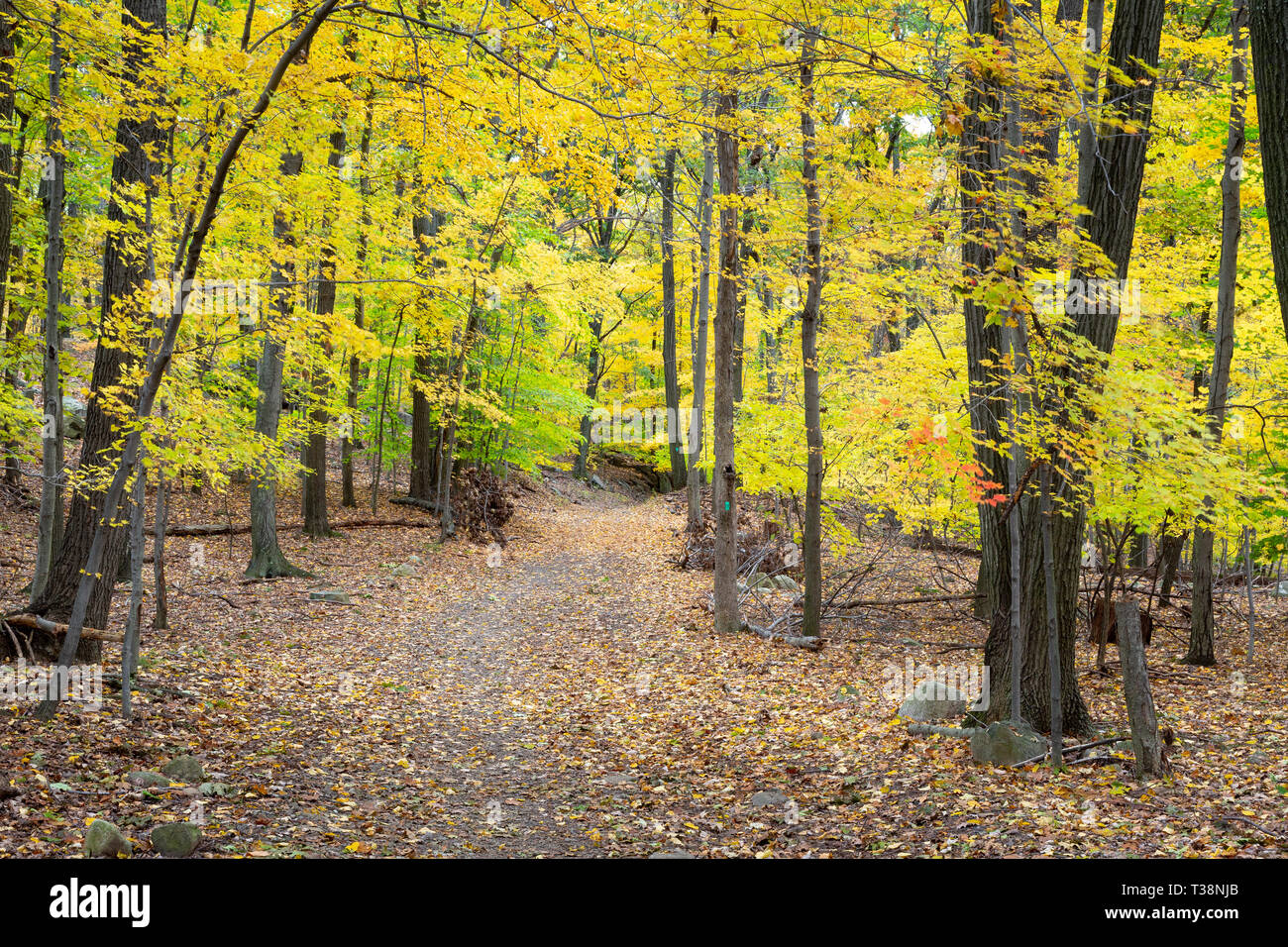 Autumn leaves surrounding and falling on the ground along the High Tor ...