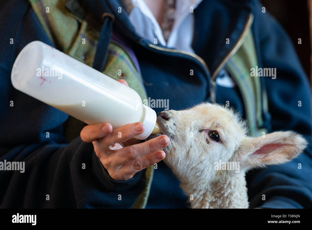 Orphan lamb hi-res stock photography and images - Alamy
