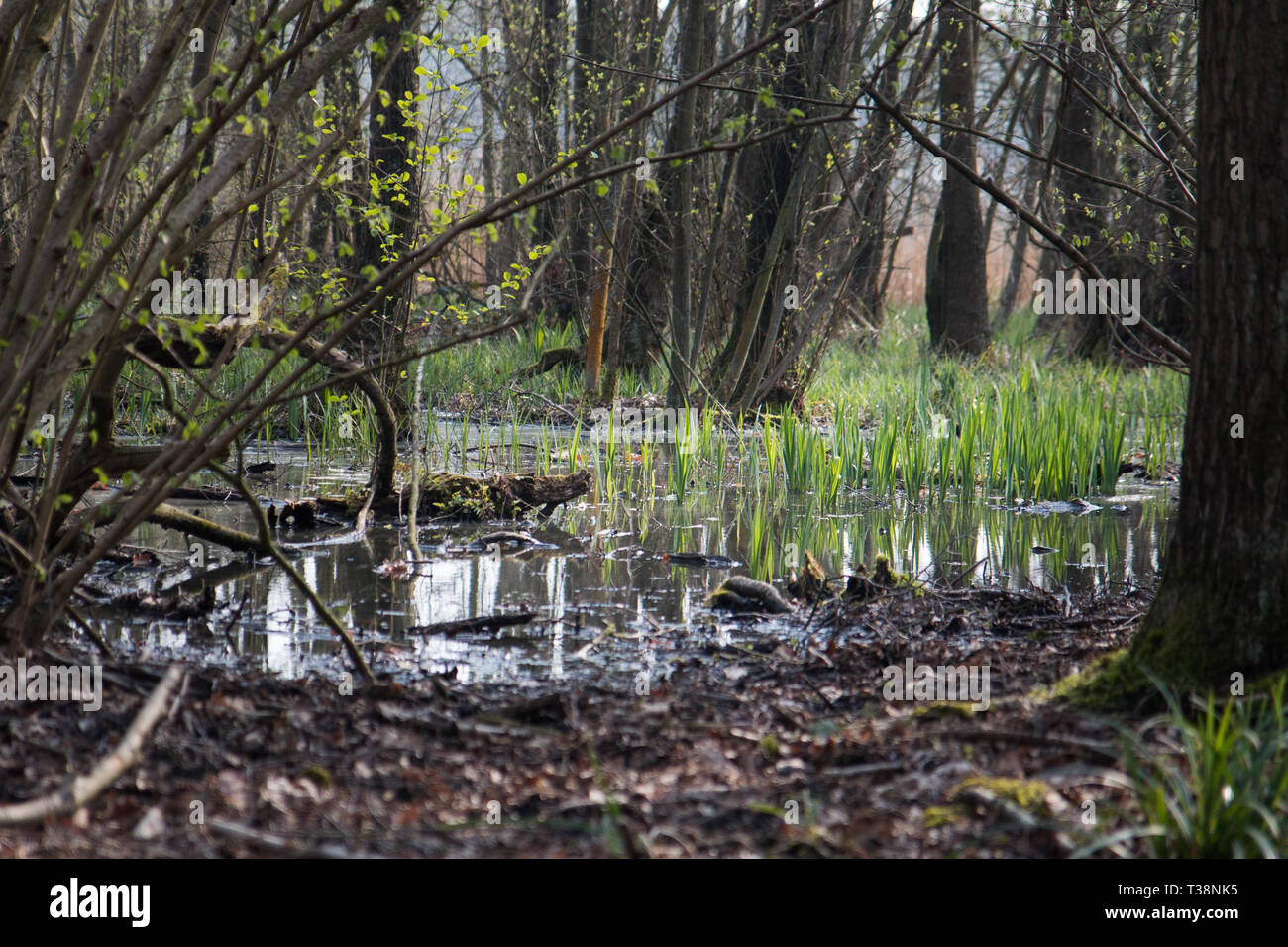 Scarpe river hi-res stock photography and images - Alamy