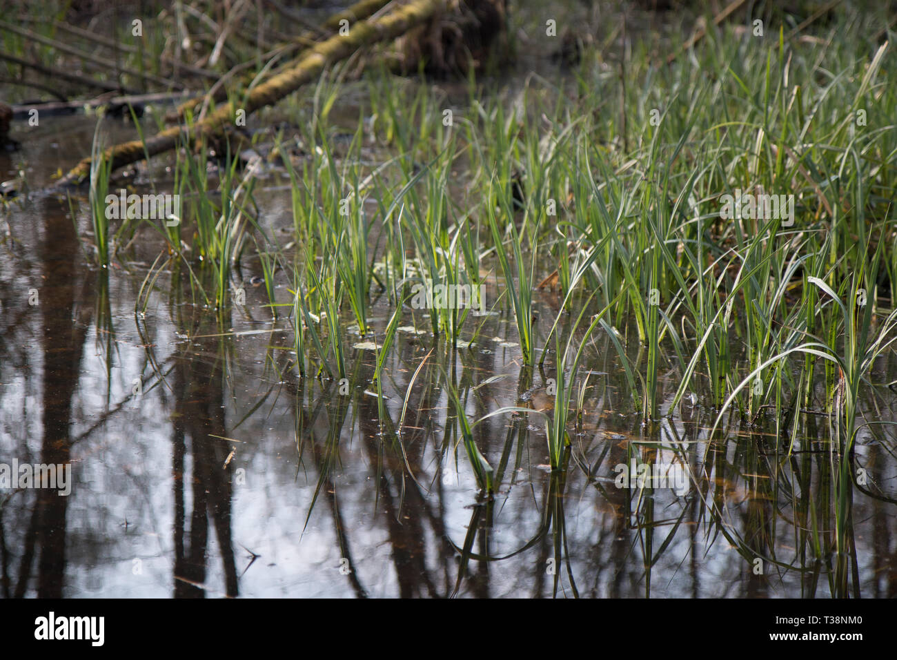 Scarpe river hi-res stock photography and images - Alamy