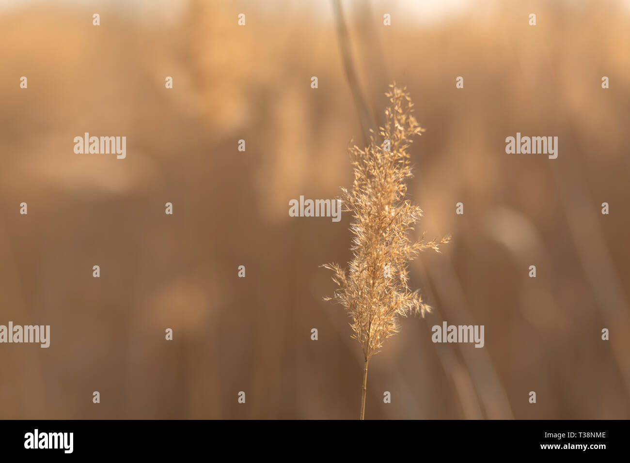 soft focus of reeds stalks blowing in the wind at golden sunset light ...