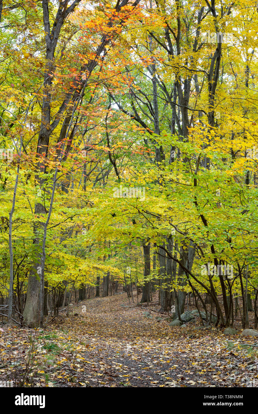 Fall leaves and autumn colors arching above the High Tor Trail. High ...