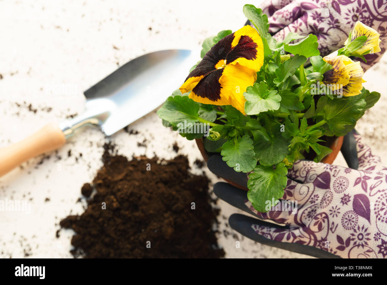 Hands planting flowers hi-res stock photography and images - Alamy
