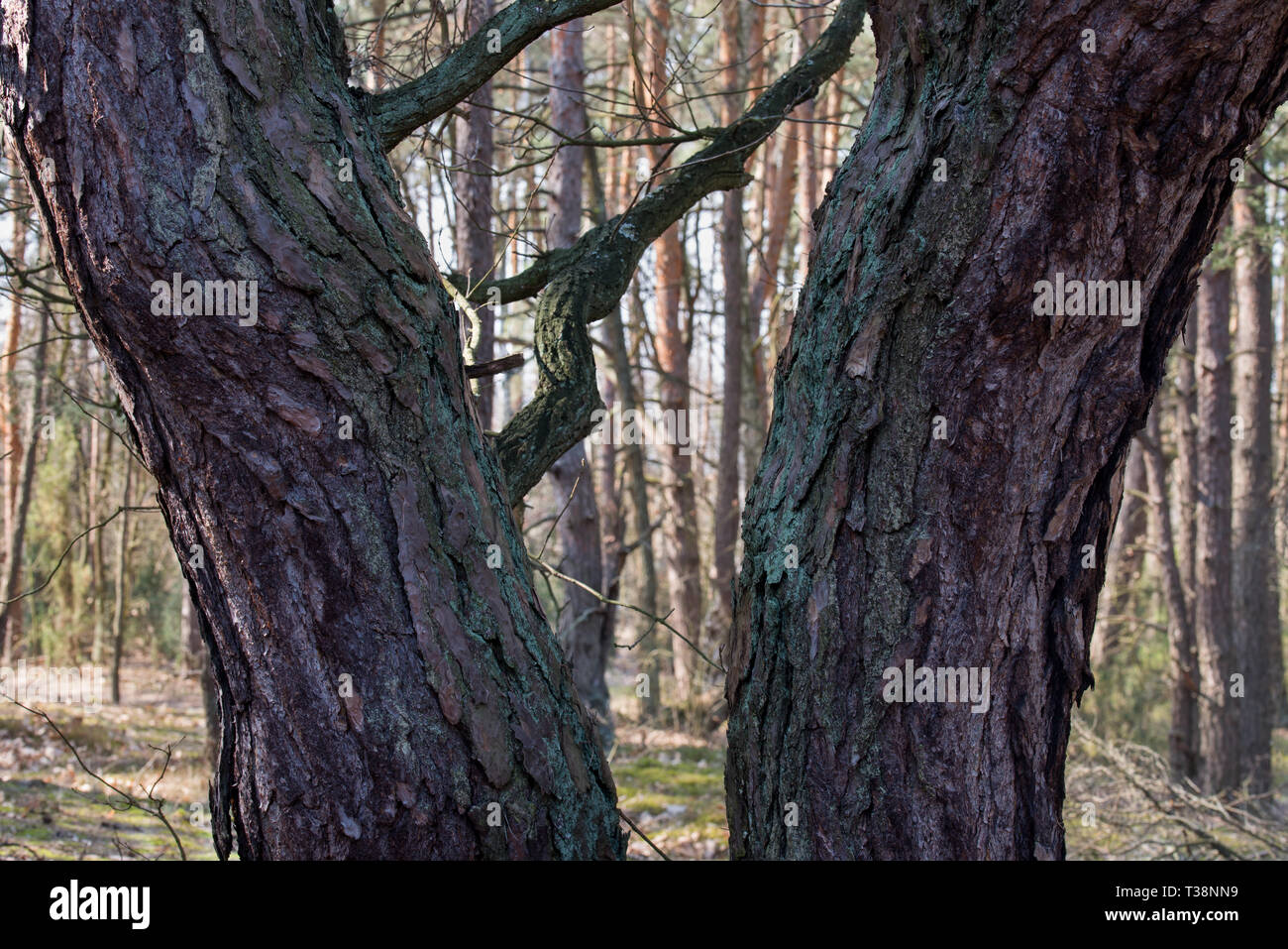 Pine tree trunks hi-res stock photography and images - Alamy