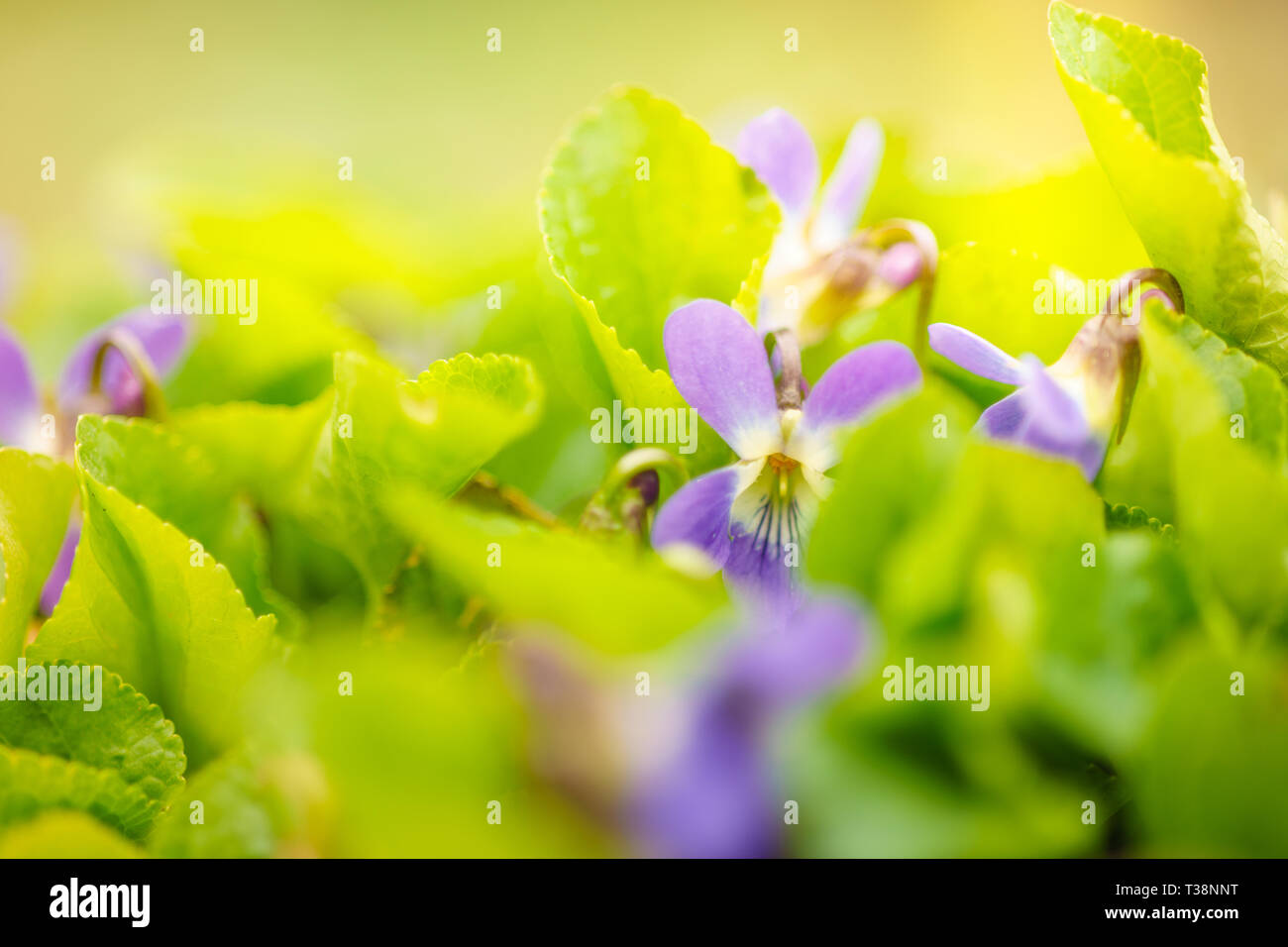 flower field. The first spring flowers with beautiful sunshine Stock ...