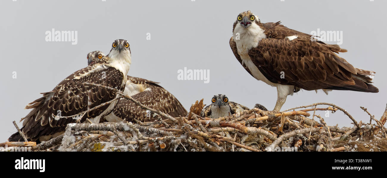 Osprey family in their nest, staring warily. Lake Coeur d'Alene, Idaho ...