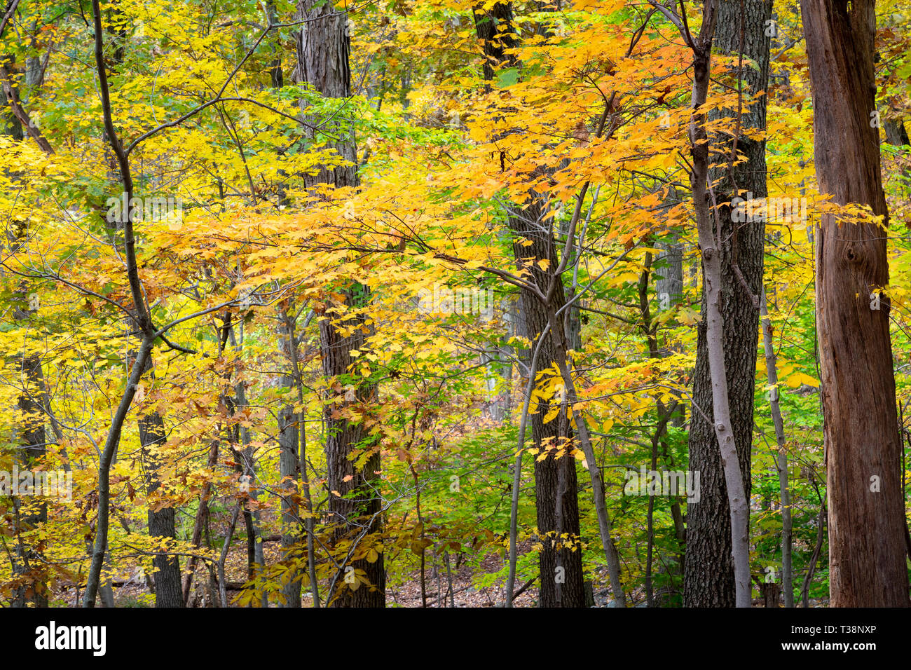 Fall colors creating abstract patterns on various trees along the High ...