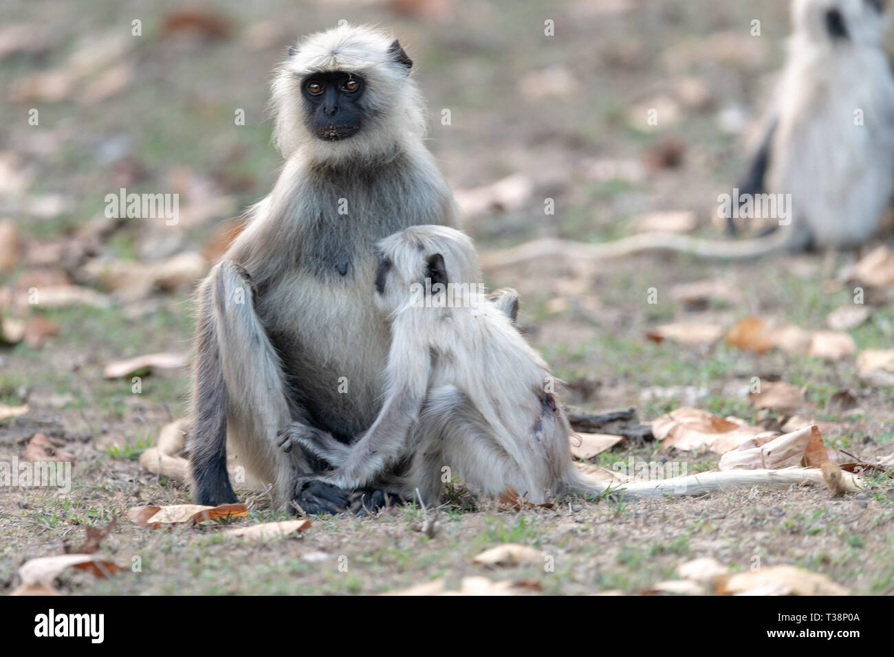 Genus semnopithecus hi-res stock photography and images - Alamy